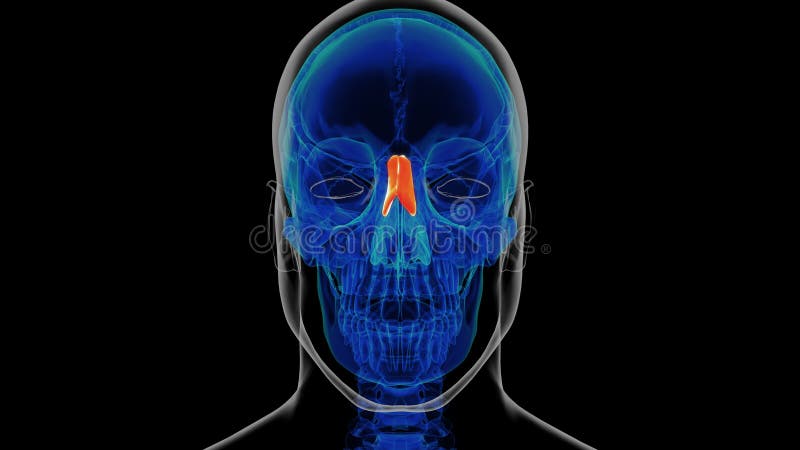 Human Skeleton Nasal Bone Anatomy 3D Rendering Stock Illustration ...