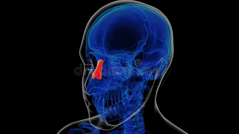 Human Skeleton Nasal Bone Anatomy 3D Rendering Stock Illustration ...
