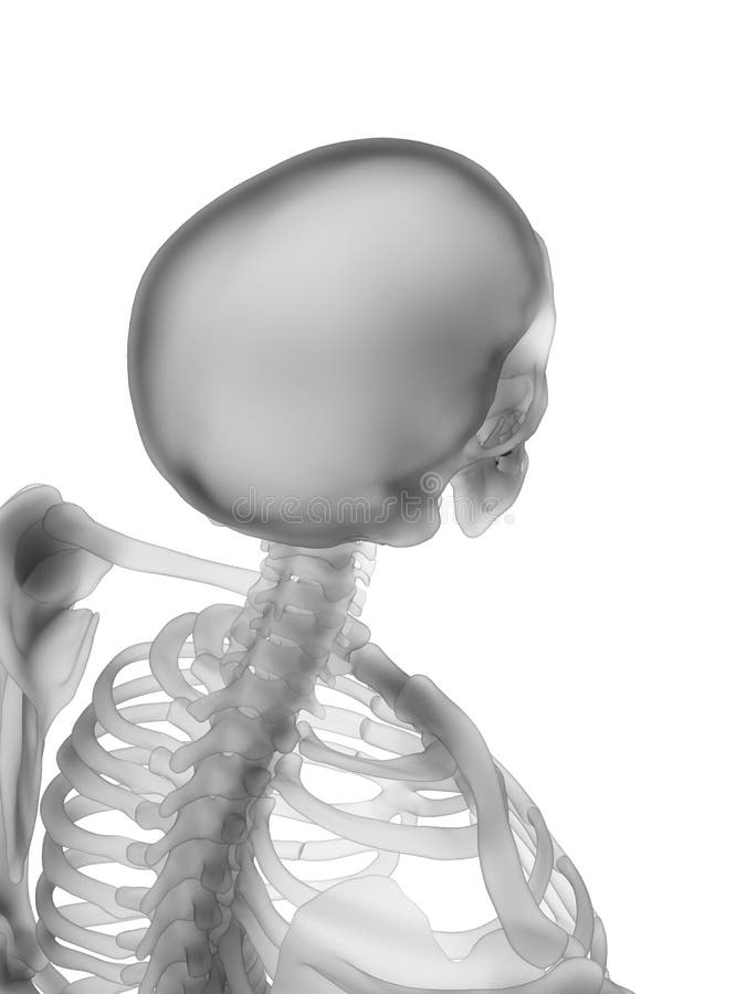 The Human Skeleton - the Neck Stock Illustration - Illustration of ...