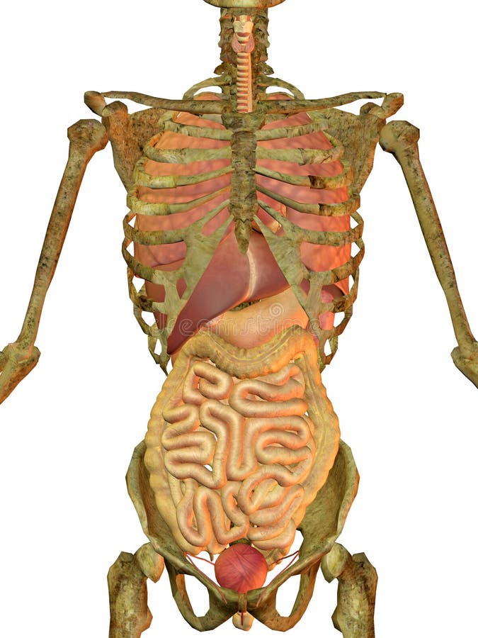 Frog, Cross-section and Skeleton Stock Vector - Illustration of ...