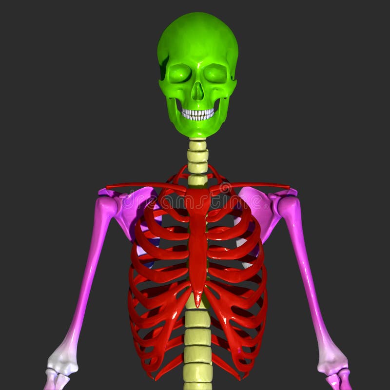 Female Skeleton Behind Stock Illustrations – 49 Female Skeleton Behind ...