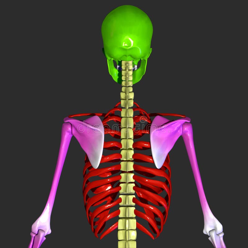 Female Over Skeleton Stock Illustrations – 24 Female Over Skeleton ...