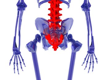 Human Skeleton Over White Bad Back Stock Illustration - Illustration of ...