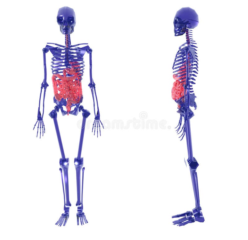 Human Skeleton Over White Bad Back Stock Illustration - Illustration of ...