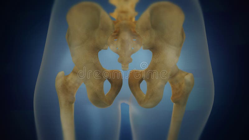 Human Skeleton Pelvic Area Visualization. Back View. Stock Illustration ...