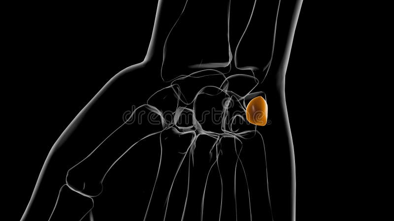 Human Skeleton Pisiform Bone Anatomy 3D Stock Illustration ...
