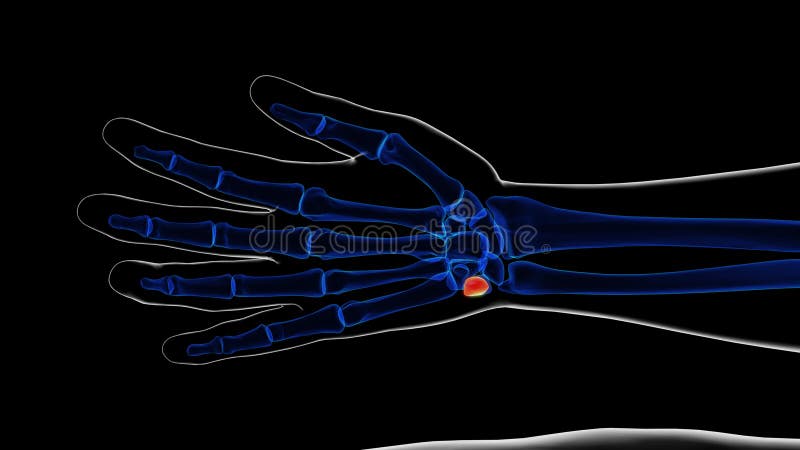Human Skeleton Pisiform Bone Anatomy 3D Rendering Stock Illustration ...