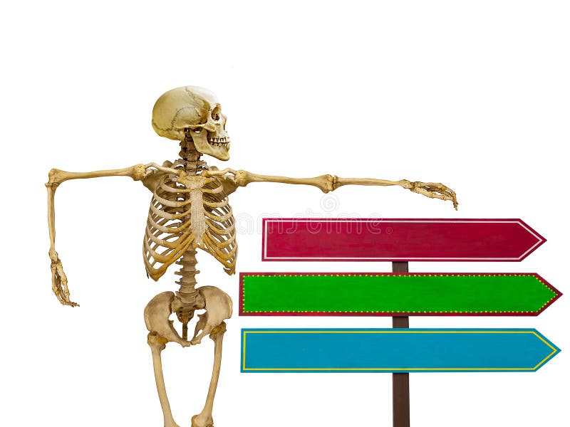 Human Skeleton with Pointers in Isolation on a White Background Stock ...