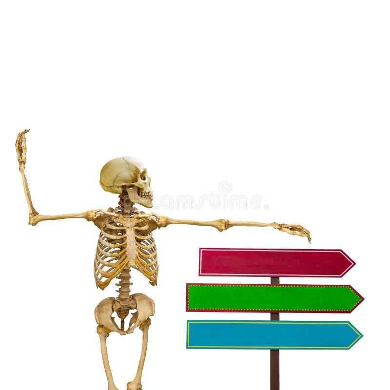 Human Skeleton with Pointers in Isolation on a White Background Stock ...