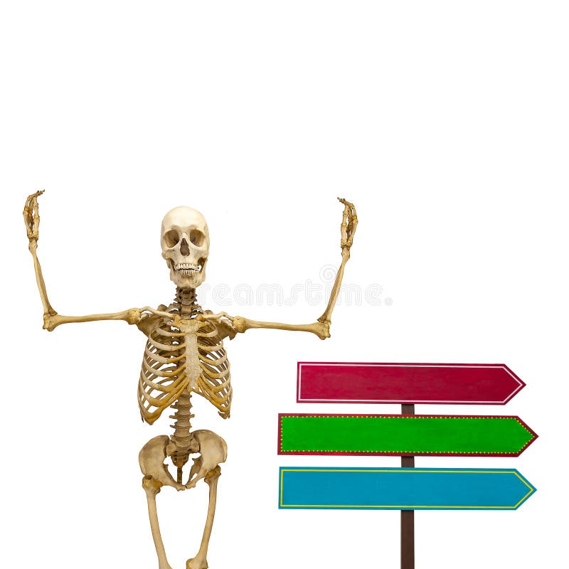 Human Skeleton with Pointers in Isolation on a White Background Stock ...