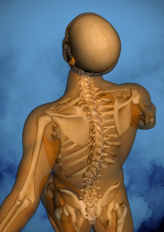 Human skeleton stock illustration. Illustration of medical - 83828052