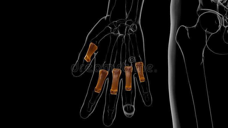 Human Skeleton Proximal Phalanges Anatomy 3D Stock Illustration ...