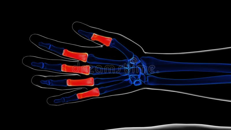 Human Skeleton Proximal Phalanges Anatomy 3D Rendering Stock ...