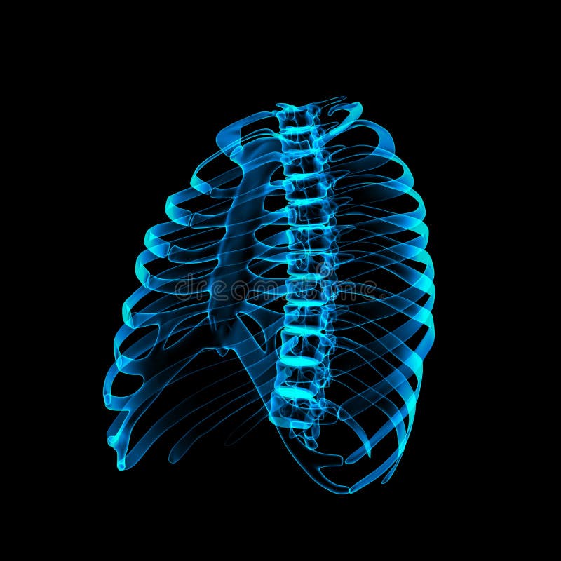 Human skeleton stock illustration. Illustration of cartilage - 35802360