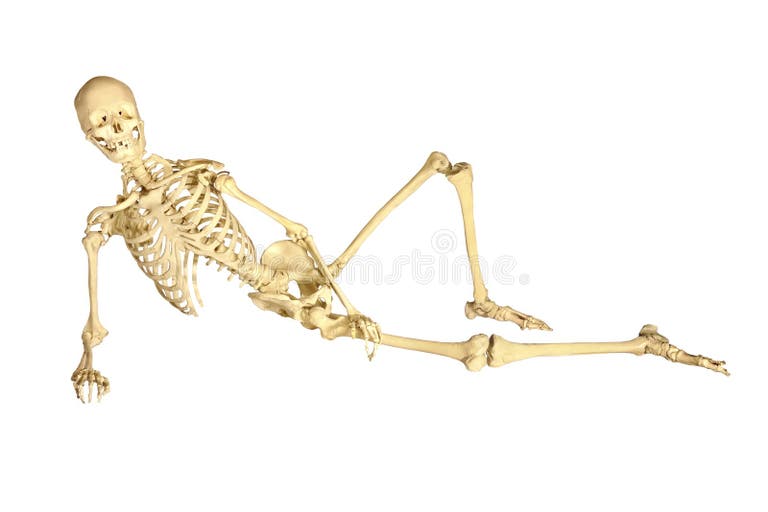 Human skeleton reclining stock image. Image of symbolic - 9167881