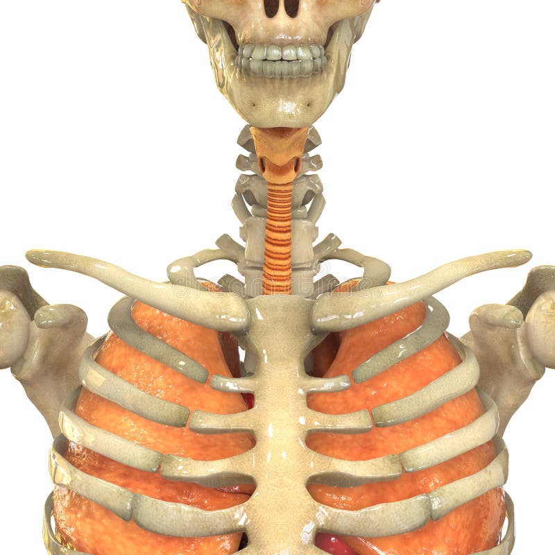 Respiratory System, Lungs, Skeleton, X-ray Stock Illustration ...
