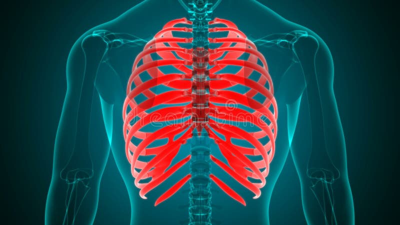 Human Skeleton Rib Cage Anatomy Loopable 3D Rendering Stock Video ...