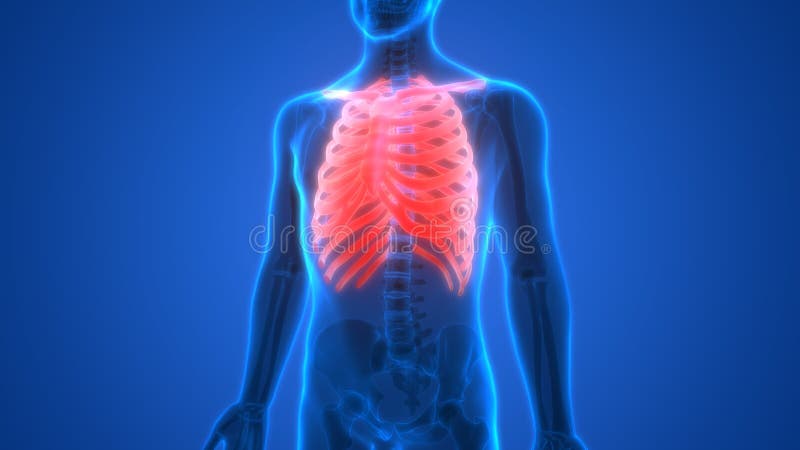 Human Skeleton Ribs Anatomy Stock Illustration - Illustration of skin ...