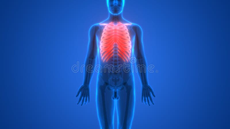 Human Body Organs (Kidneys Anatomy) Stock Illustration - Illustration ...