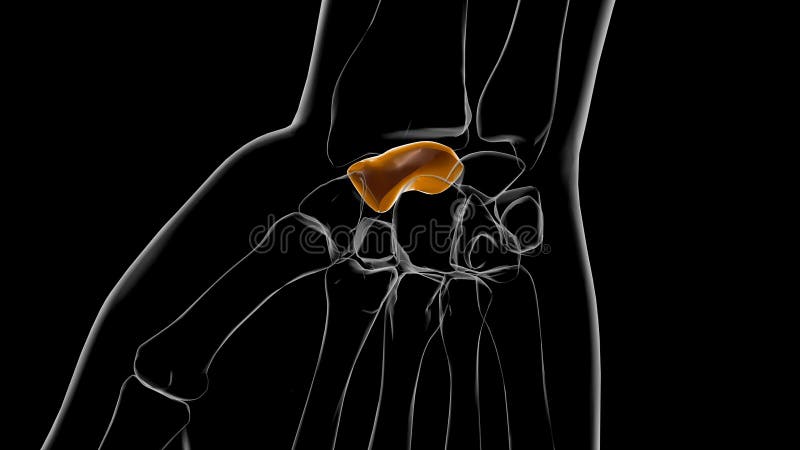 Human Skeleton Scaphoid Anatomy 3D Stock Illustration - Illustration of ...