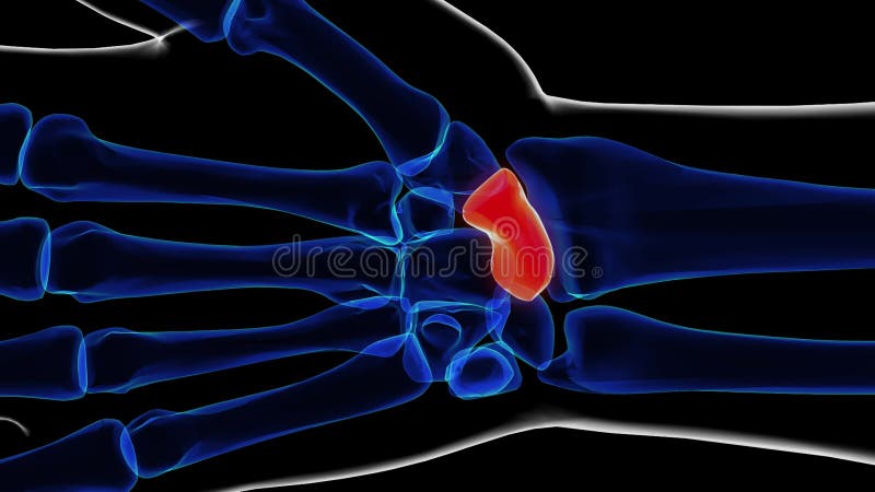 Human Skeleton Scaphoid Bone Anatomy 3D Rendering Stock Video - Video ...