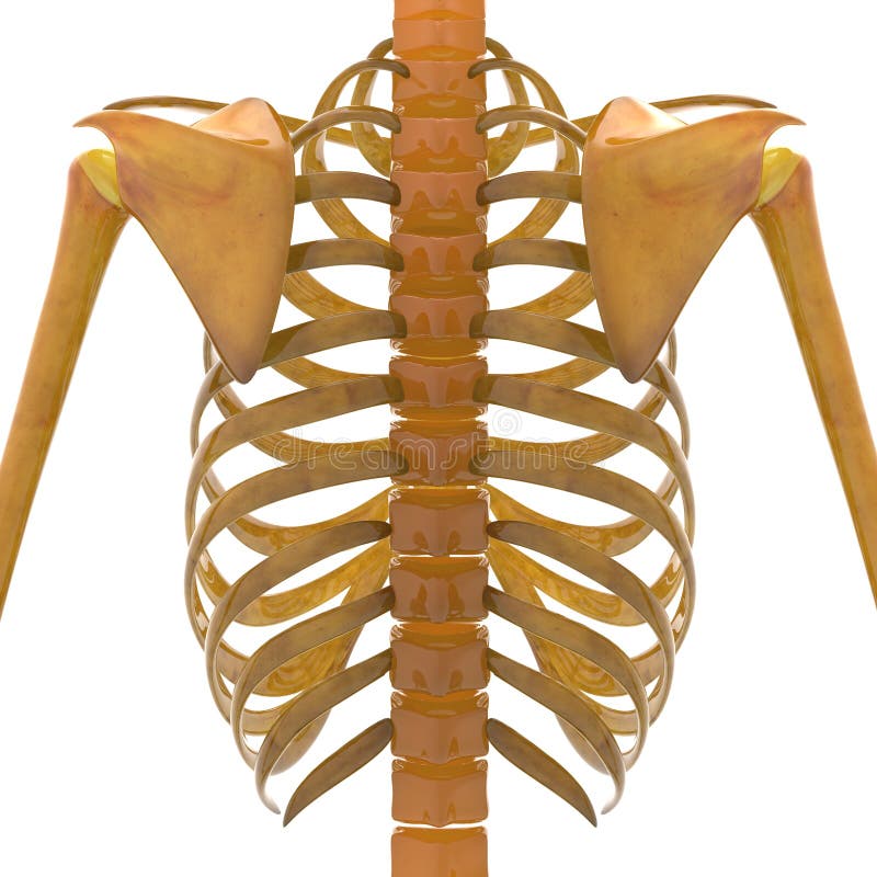 Human Scapula with ribs stock illustration. Illustration of health ...