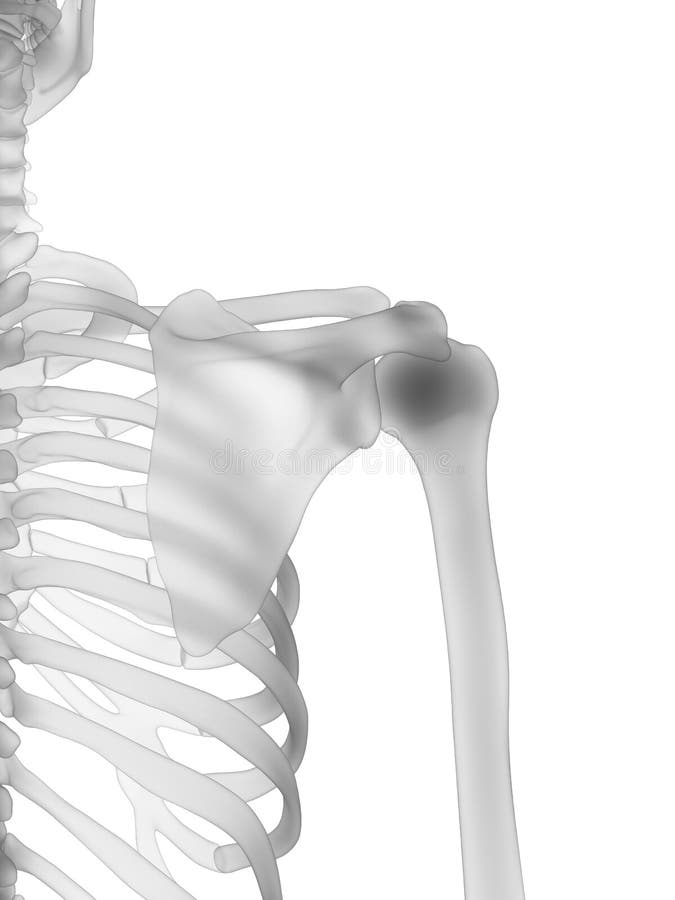 Skeleton with Shoulder Blade Stock Illustration - Illustration of ...