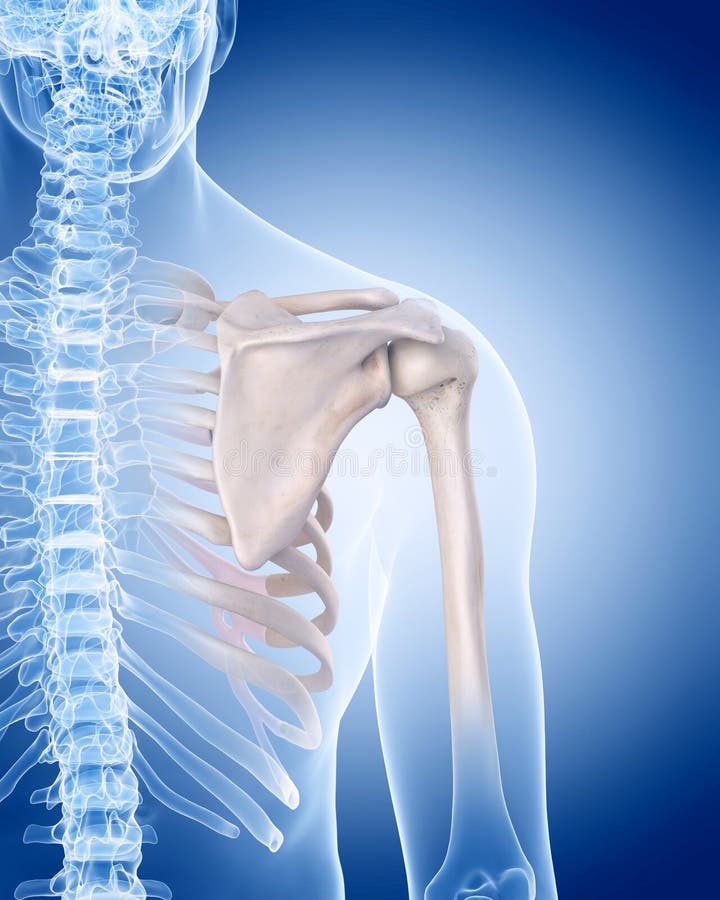 Skeleton with Shoulder Blade Stock Illustration - Illustration of ...