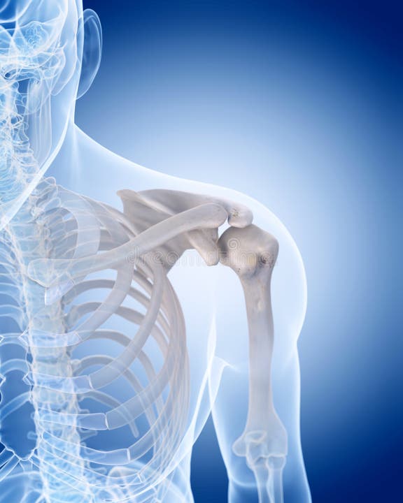 The Human Skeleton - the Shoulder Stock Illustration - Illustration of ...