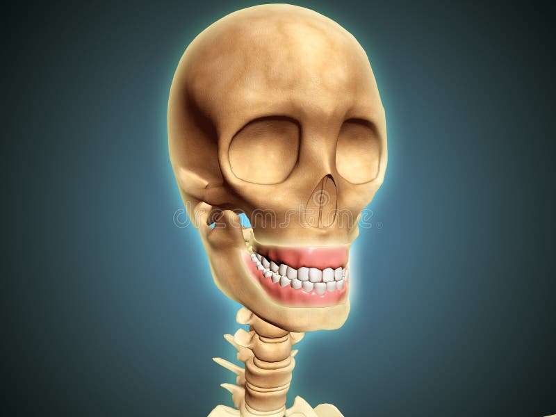 Human Skeleton Showing Teeth and Gums. Stock Illustration ...
