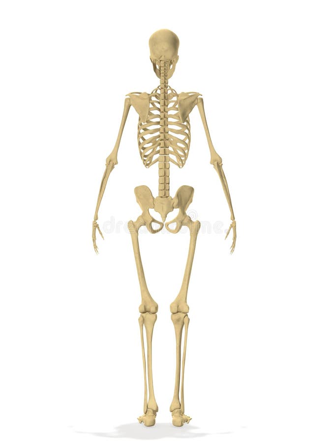 Side Shoulder Bones Stock Illustrations – 148 Side Shoulder Bones Stock ...