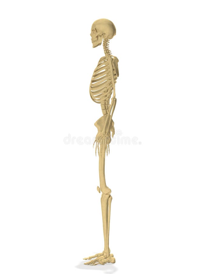 Human Skeleton Side Profile 3d Rendering Stock Illustration ...