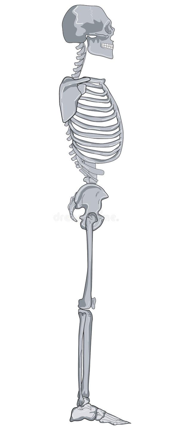 Human skeleton side view stock vector. Illustration of white - 5338029