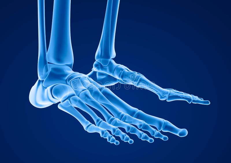 Human Skeleton: Skeletal Foot Stock Illustration - Illustration of ...