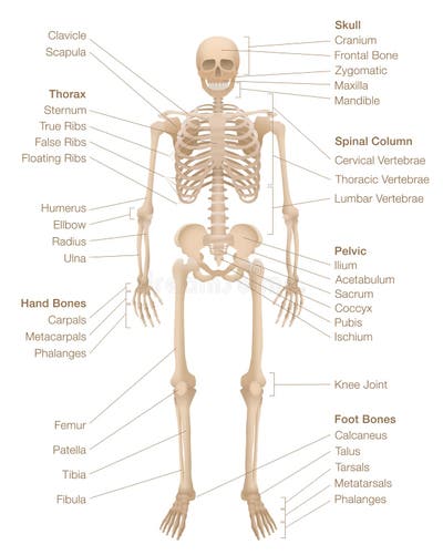 Human Skeleton Skeletal System Chart Labeled Bones Names Stock Vector ...