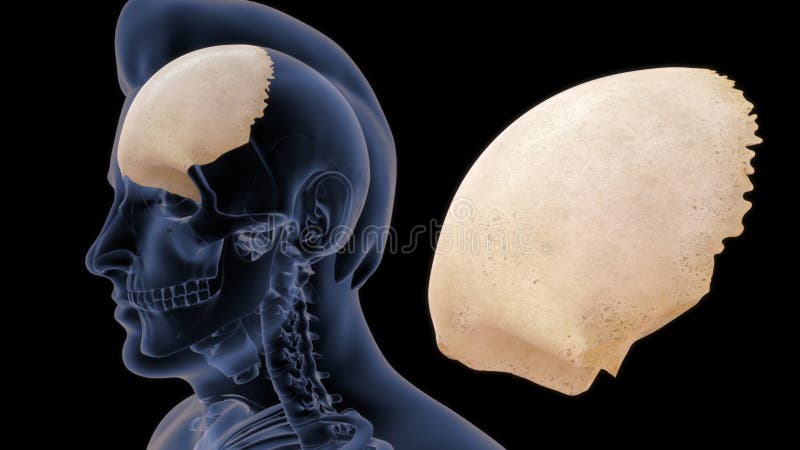 Human Skeleton Skull Bone - Frontal Stock Illustration - Illustration ...