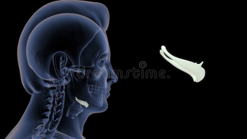 Human Skeleton Skull Bone - Hyoid Bone Stock Illustration ...