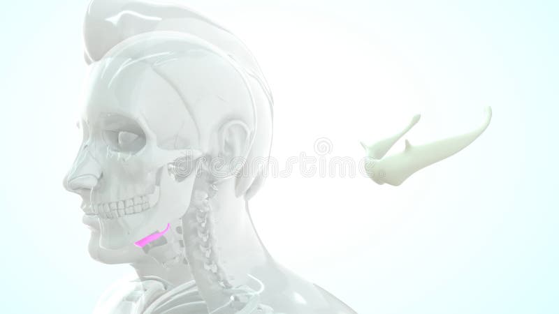 Human Skeleton Skull Bone - Hyoid Bone Stock Illustration ...