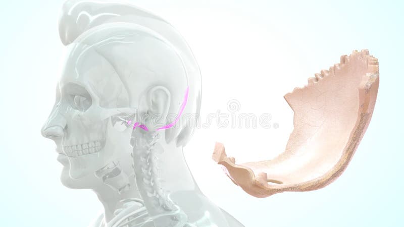 Human Skeleton Skull Bone - Occipital Bone Stock Illustration ...