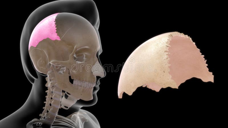 Human Skeleton Skull Bone - Parietal Bone Stock Illustration ...