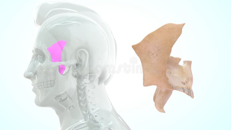 Human Skeleton Skull Bone - Sphenoid Bone Stock Illustration ...