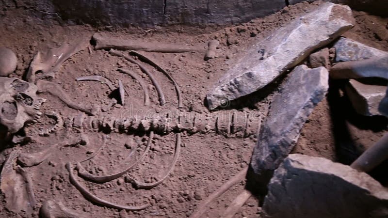 Human Skeleton, Skull, Bones, Excavated a Burial Stock Video - Video of ...