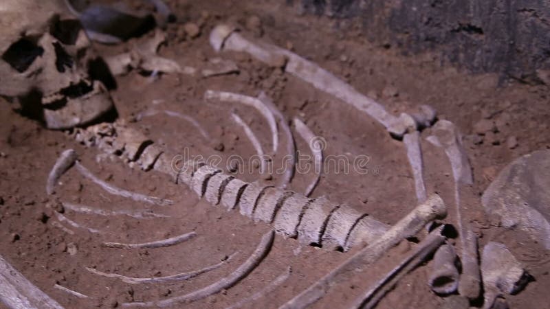 Human Skeleton, Skull, Bones, Excavated a Burial Stock Video - Video of ...