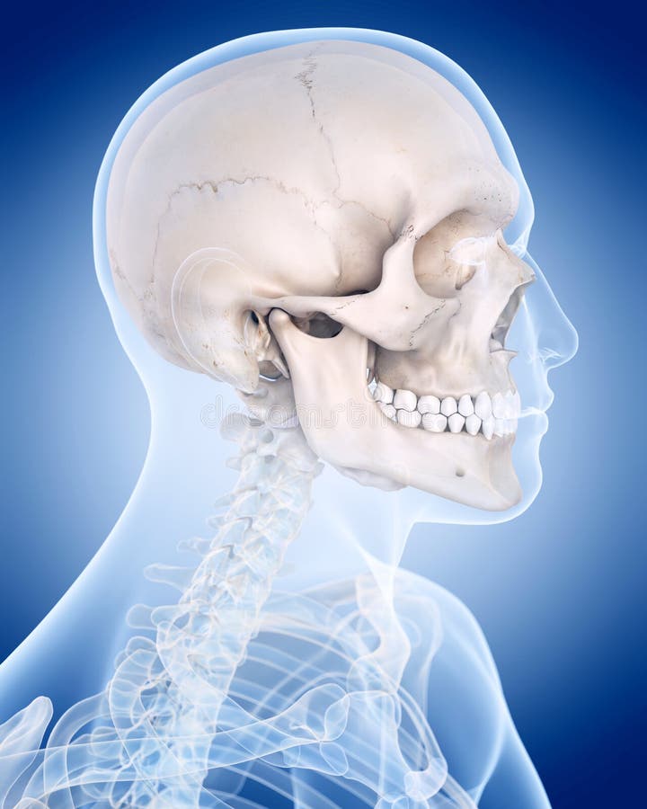 The Human Skeleton - the Skull Stock Illustration - Illustration of ...