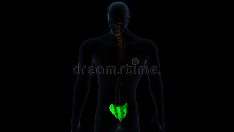 Human Skeleton Spine Bone Anatomy. 3d Illustration Stock Video - Video ...