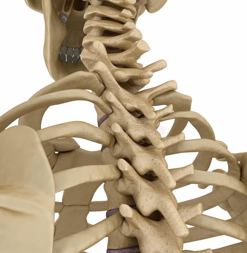 Human Skeleton, Spine and Scapula Stock Illustration - Illustration of ...