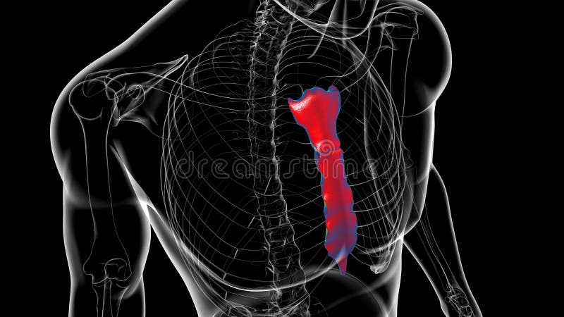 Human Skeleton Sternum Bone Anatomy for Medical Concept Stock ...