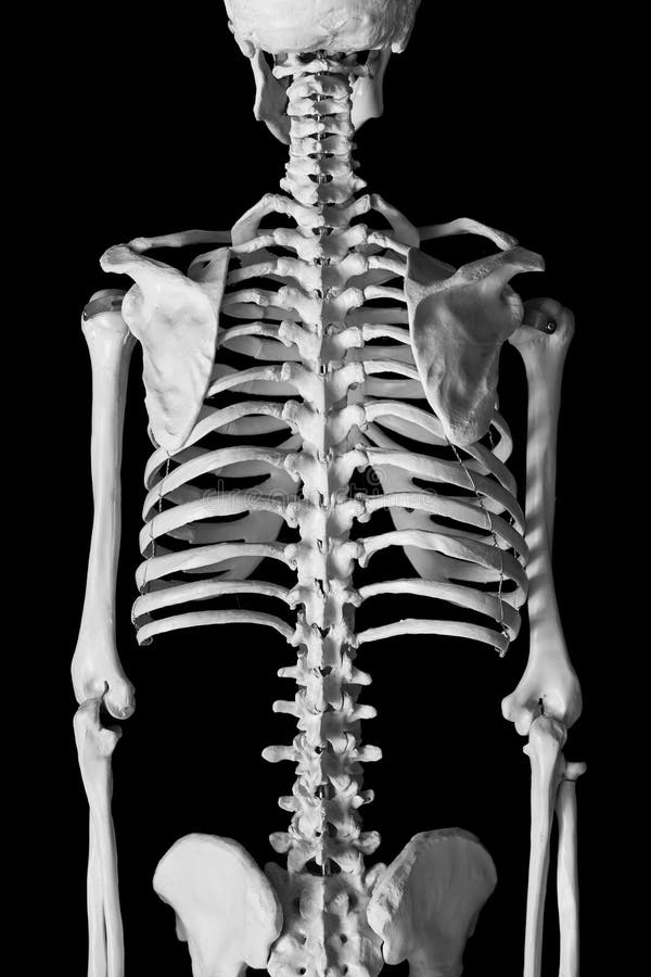 Human Skeleton stock image. Image of black, camera, looking - 75859867