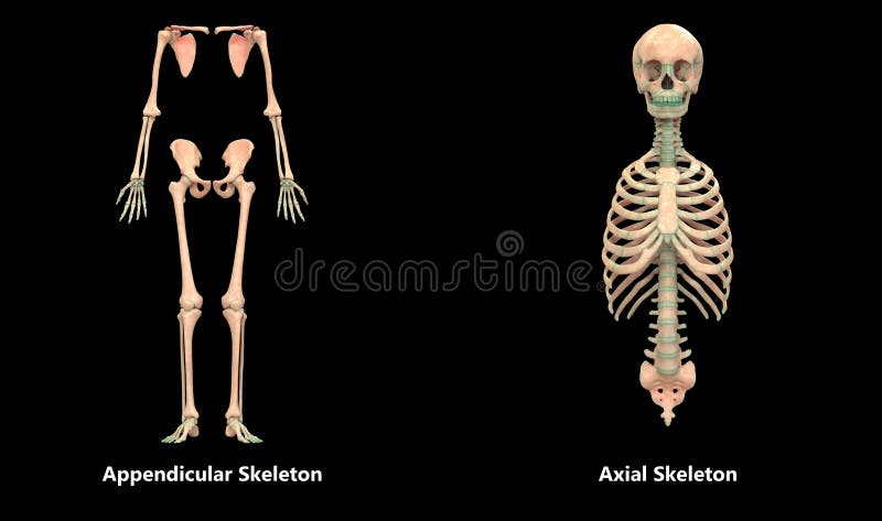 Human Skeleton System Appendicular Skeleton and Axial Skeleton Anatomy ...