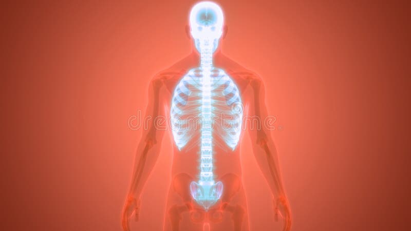 Human Skeleton System Axial Skeleton Anatomy Stock Illustration ...